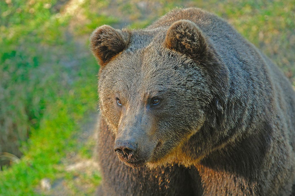 L'orso: imparare a convivere - Mammiferi