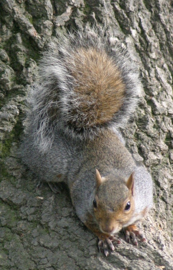 Sciurus carolinensis