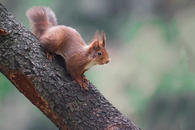 Sciurus vulgaris
