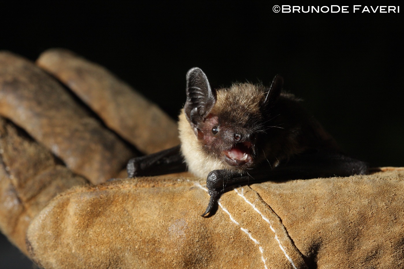 I pipistrelli sono pericolosi? - Mammiferi
