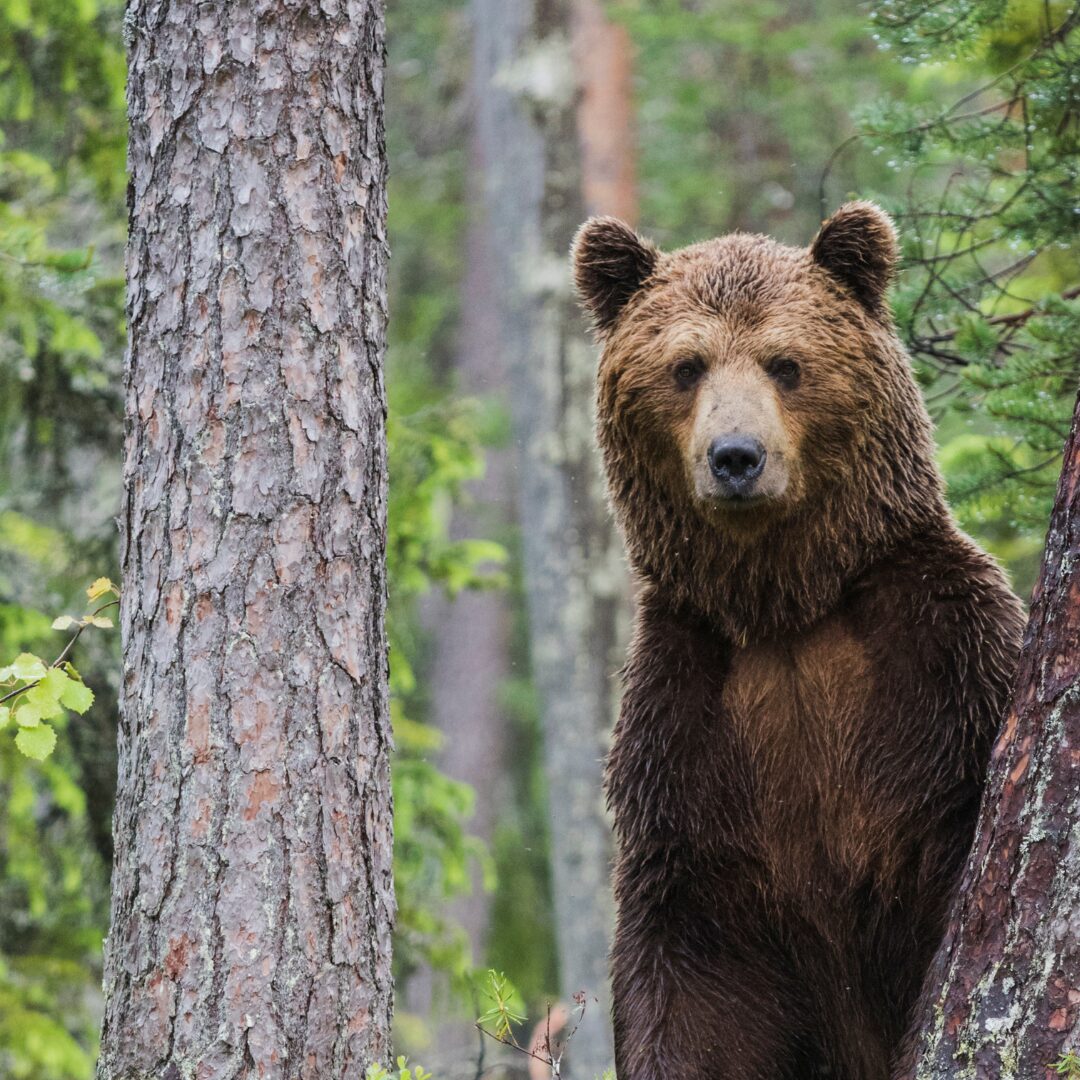 Posizione ufficiale di ATIt sulla gestione dell’orso bruno nelle Alpi ...