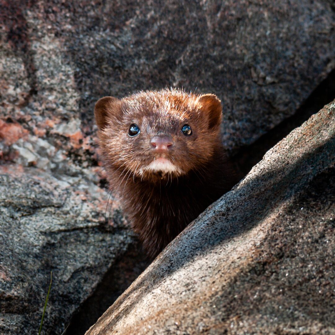 Posizione ufficiale di ATIt sulla gestione e rimozione delle specie ...